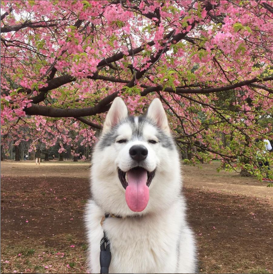Apollo with beautiful flowers | Apollo the siberian husky